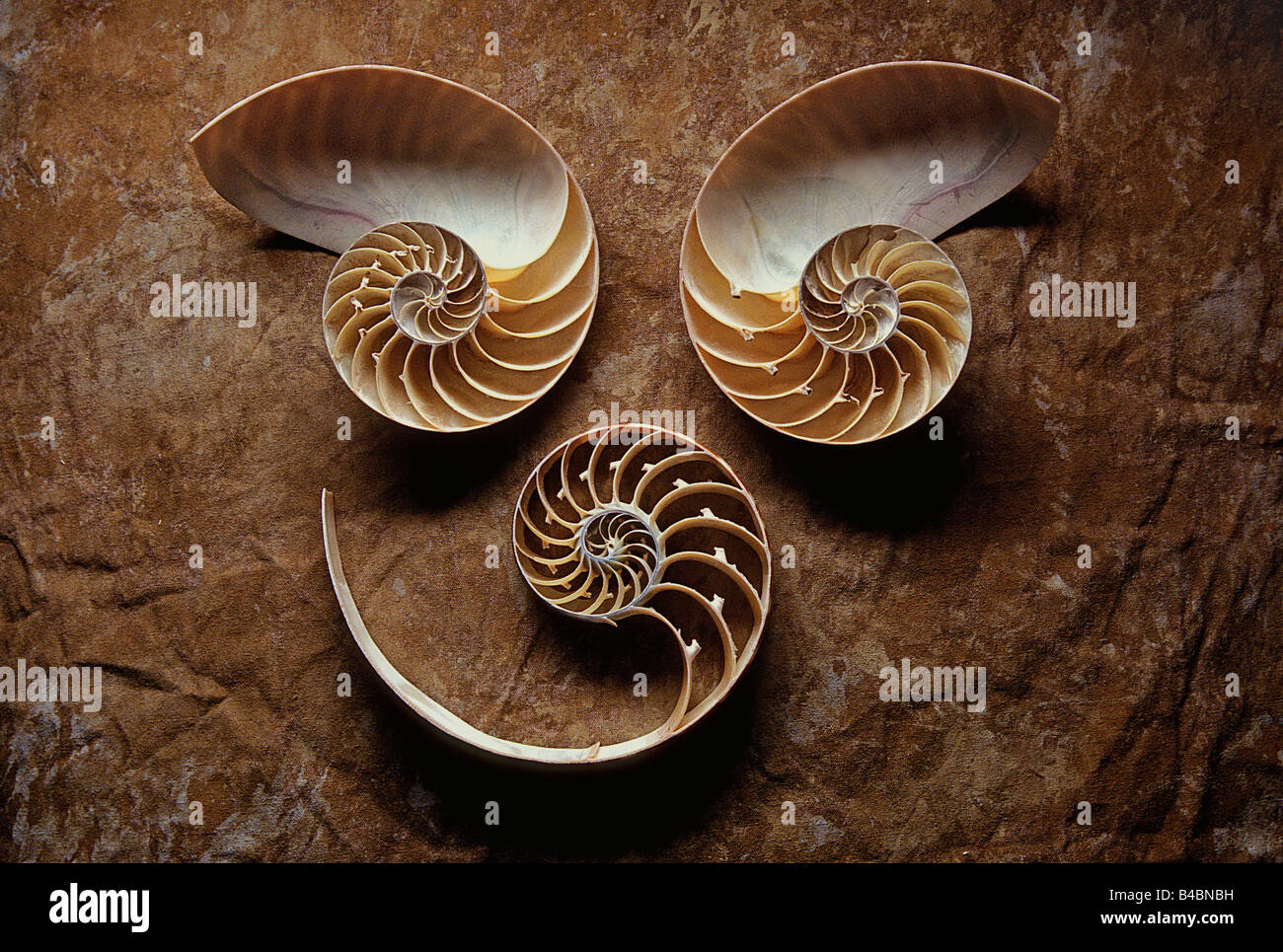 Pearl nautilus hi-res stock photography and images - Alamy