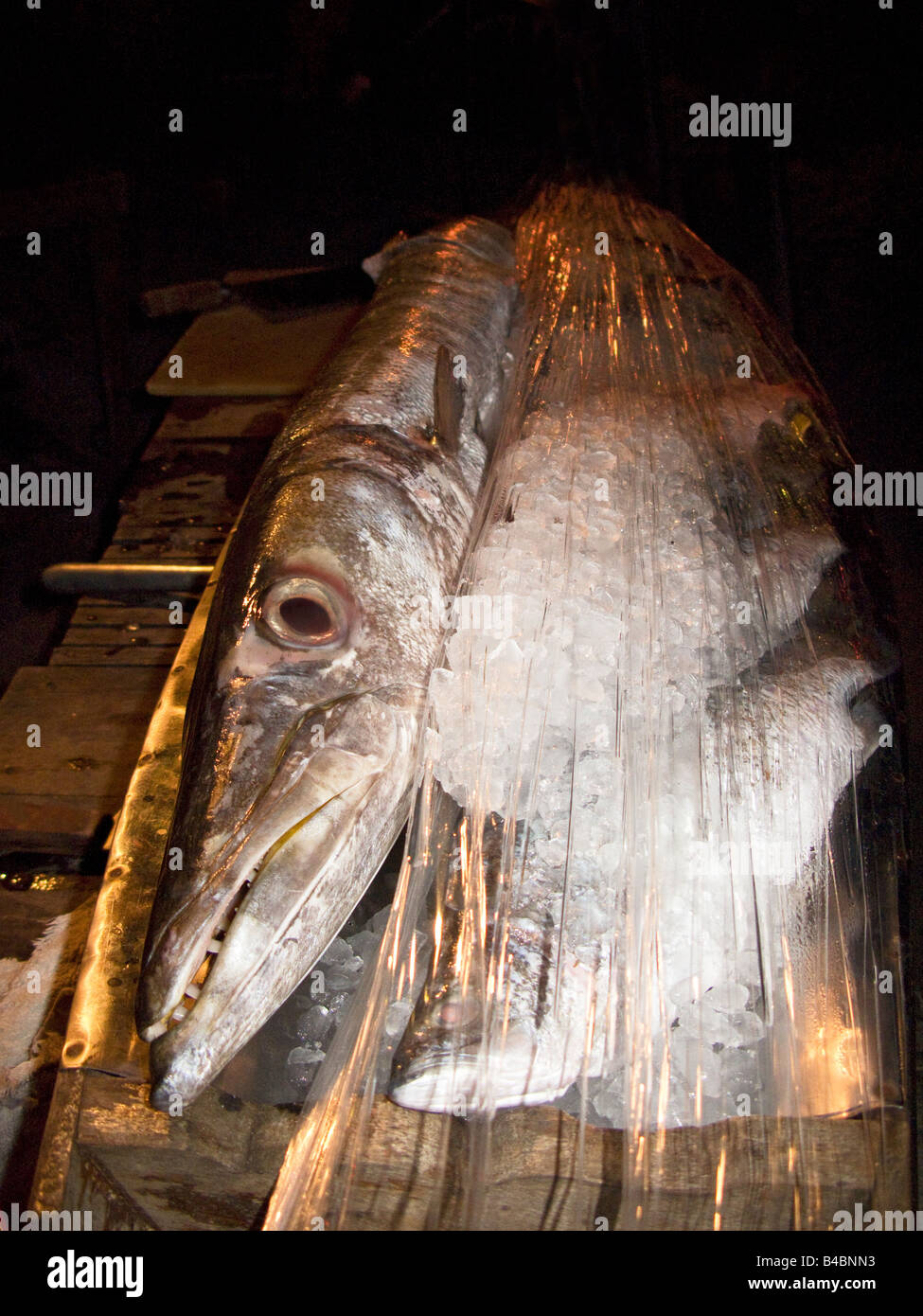 Scary dead fish hi-res stock photography and images - Alamy