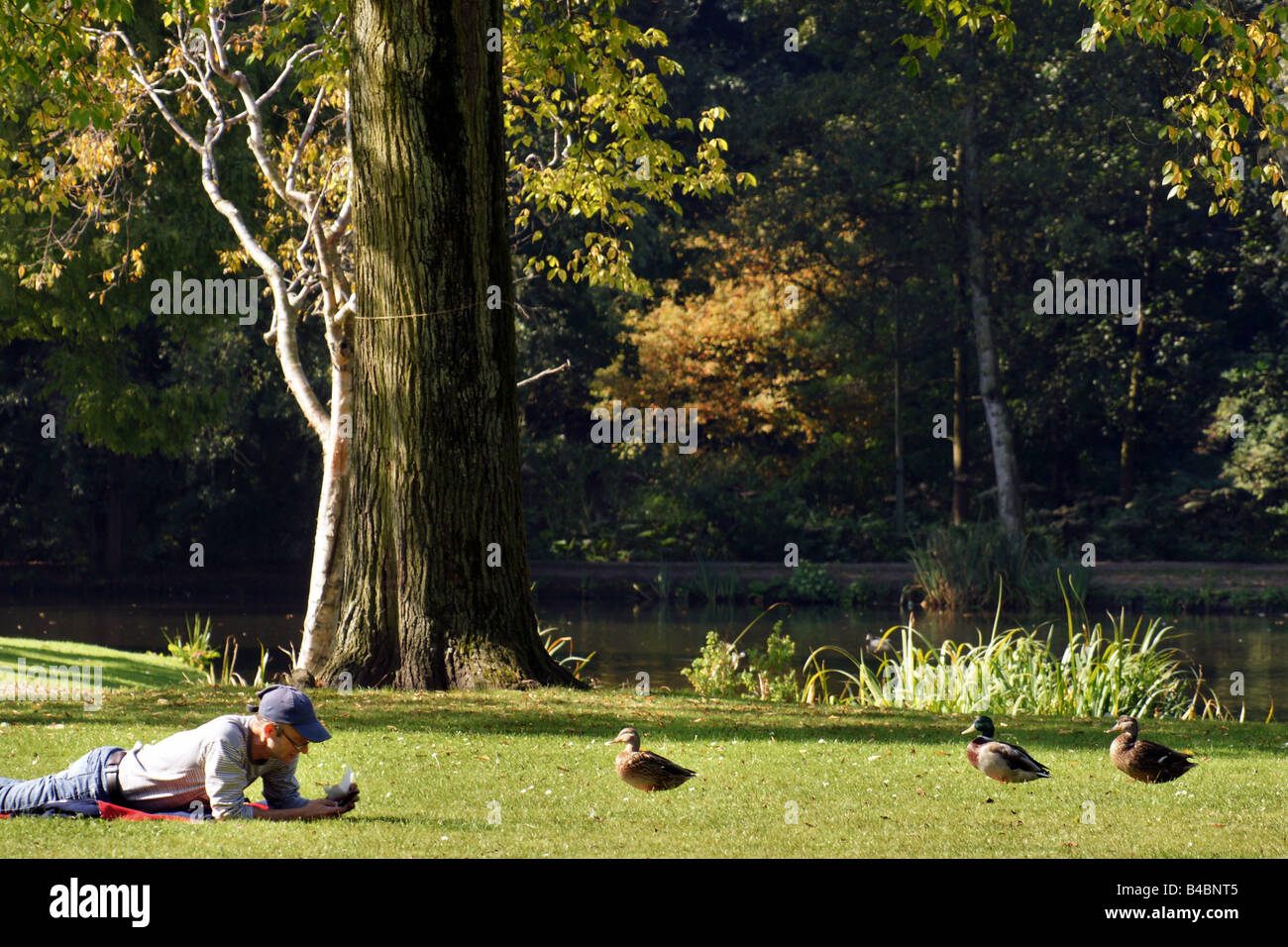 Man lying down grass lawn meadow feeding ducks in park under tree in ...