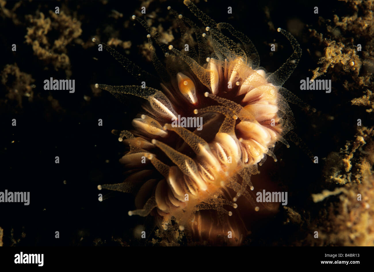 Cupcoral (Caryophyllia smithii), Sweden Stock Photo - Alamy