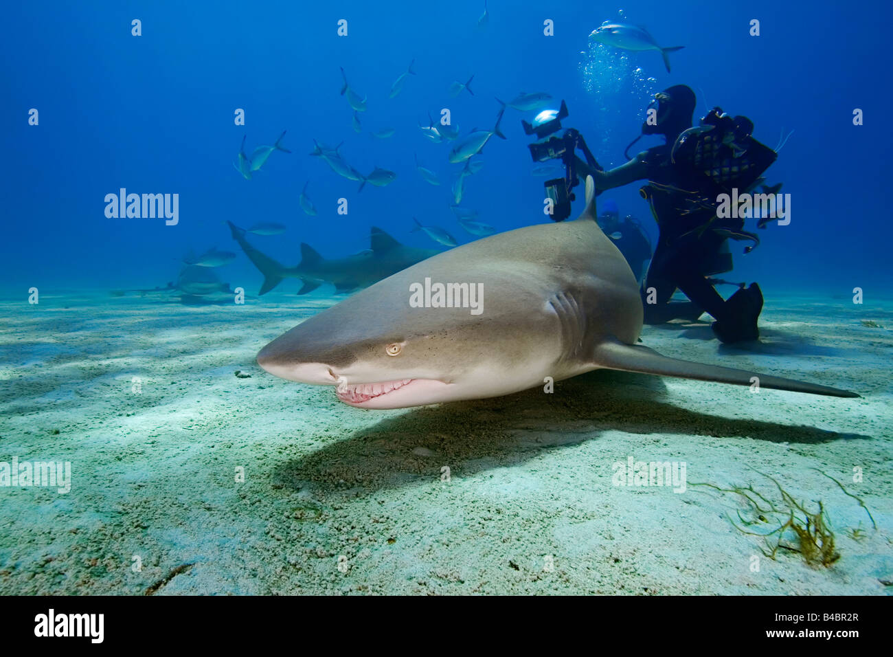 Lemon Sharks Negaprion brevirostris and scuba divers West End Grand ...