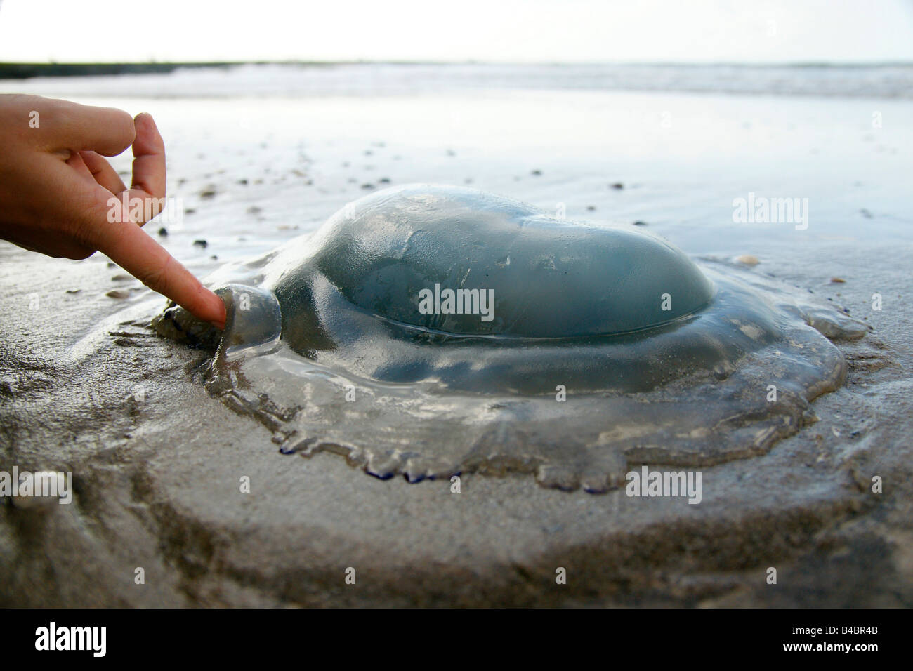 Jellyfish in sand at beach detail closeup finger touching curious sea ...