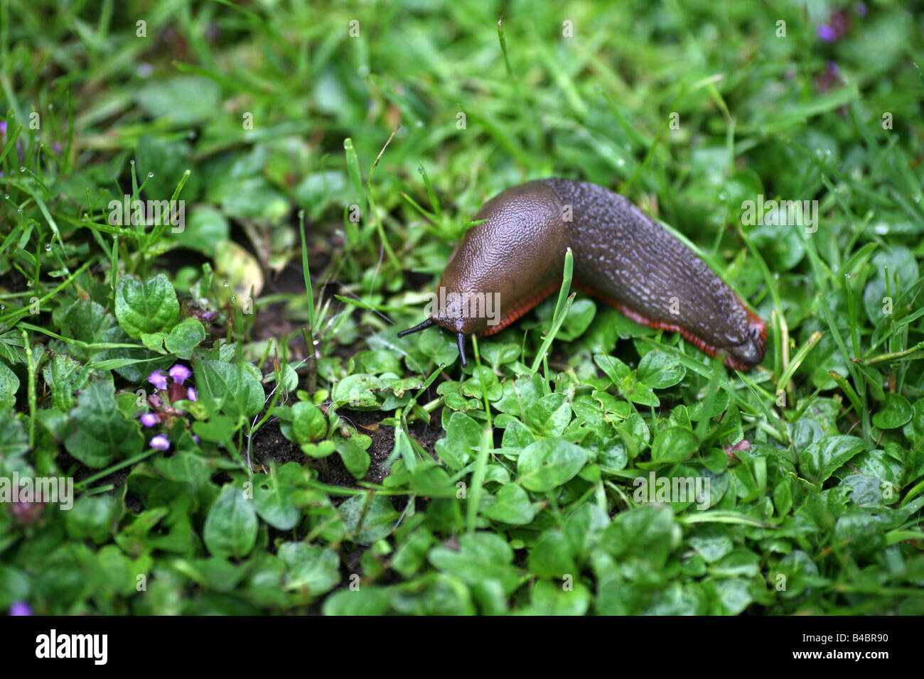 Common garden slug on the grass Stock Photo - Alamy