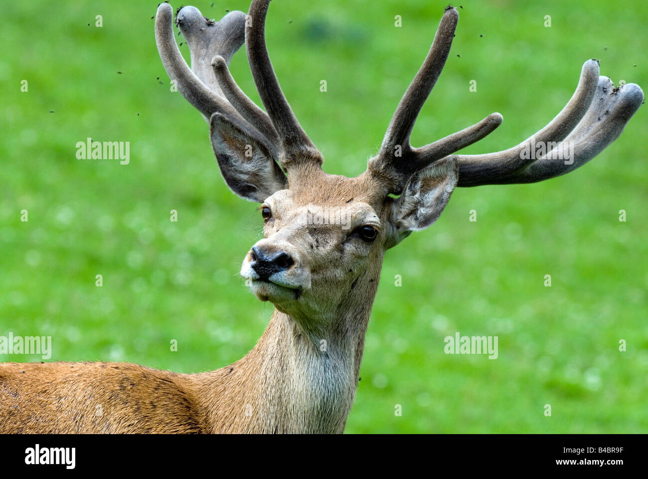 Red Deer (Cervus elaphus), portrait of stag in velvet Stock Photo - Alamy