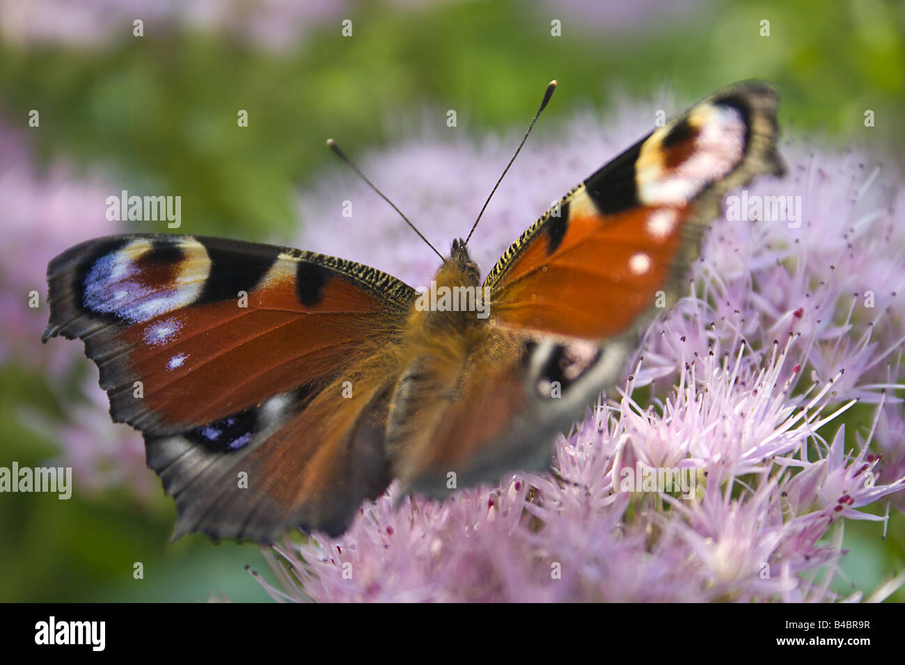 Butterfly resting on flowers Stock Photo - Alamy