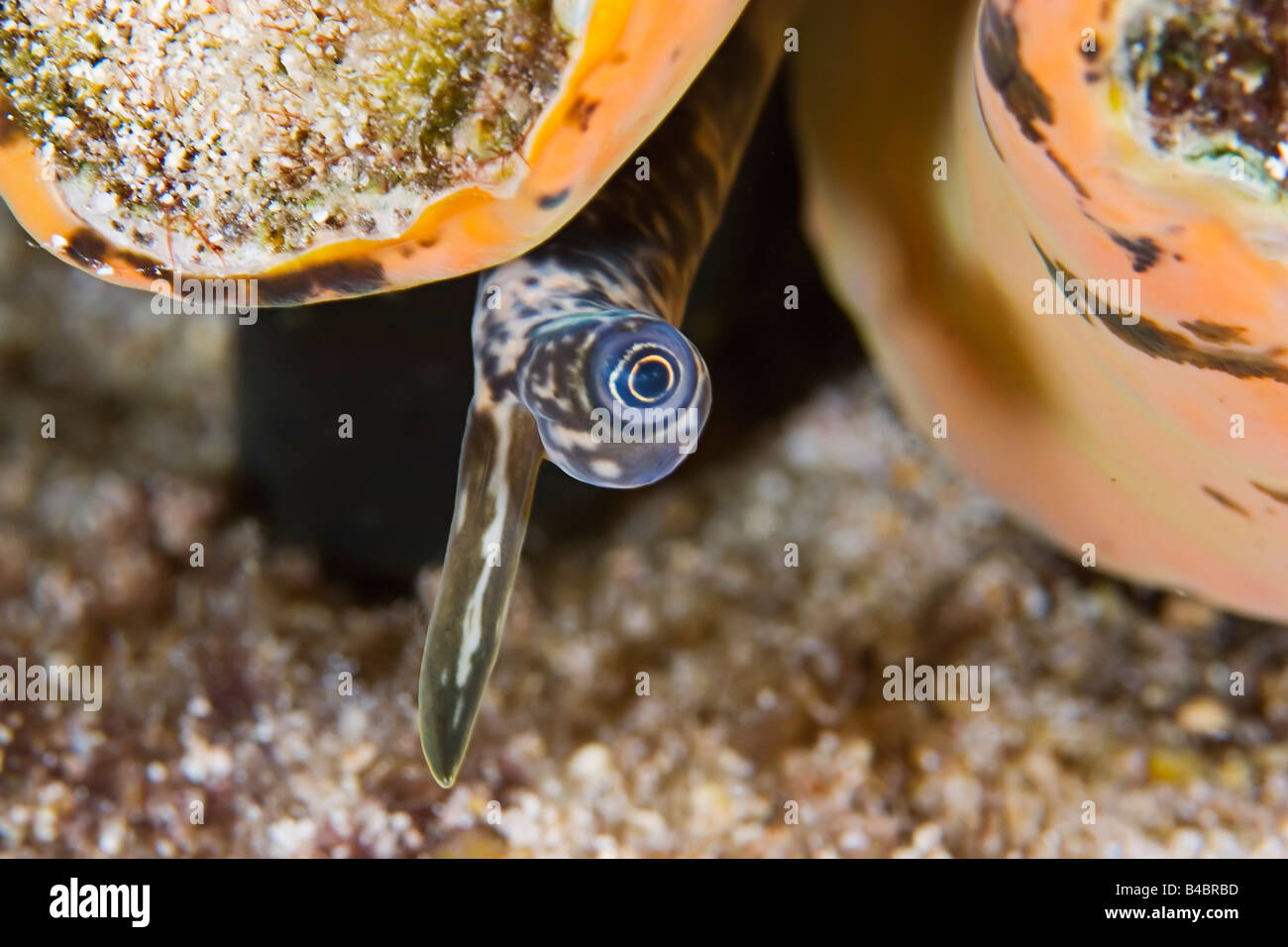 Eye tentacle queen pink conch hi-res stock photography and images - Alamy
