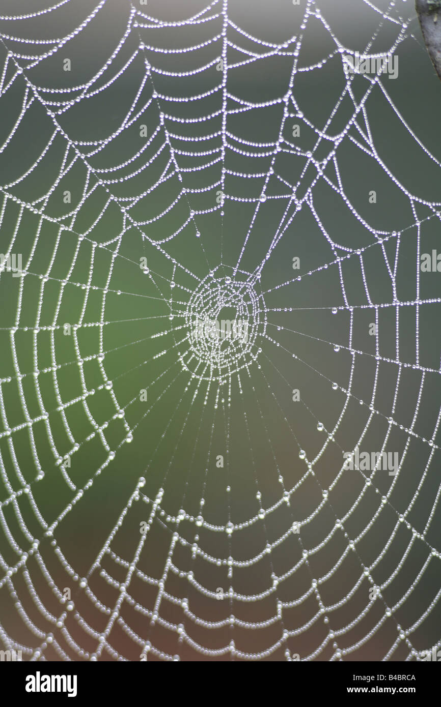 Close up shot of part of a spiders web Stock Photo - Alamy