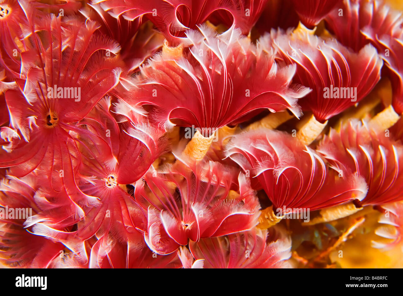 social feather duster worms, Bispira brunnea, segmented worms, violet ...