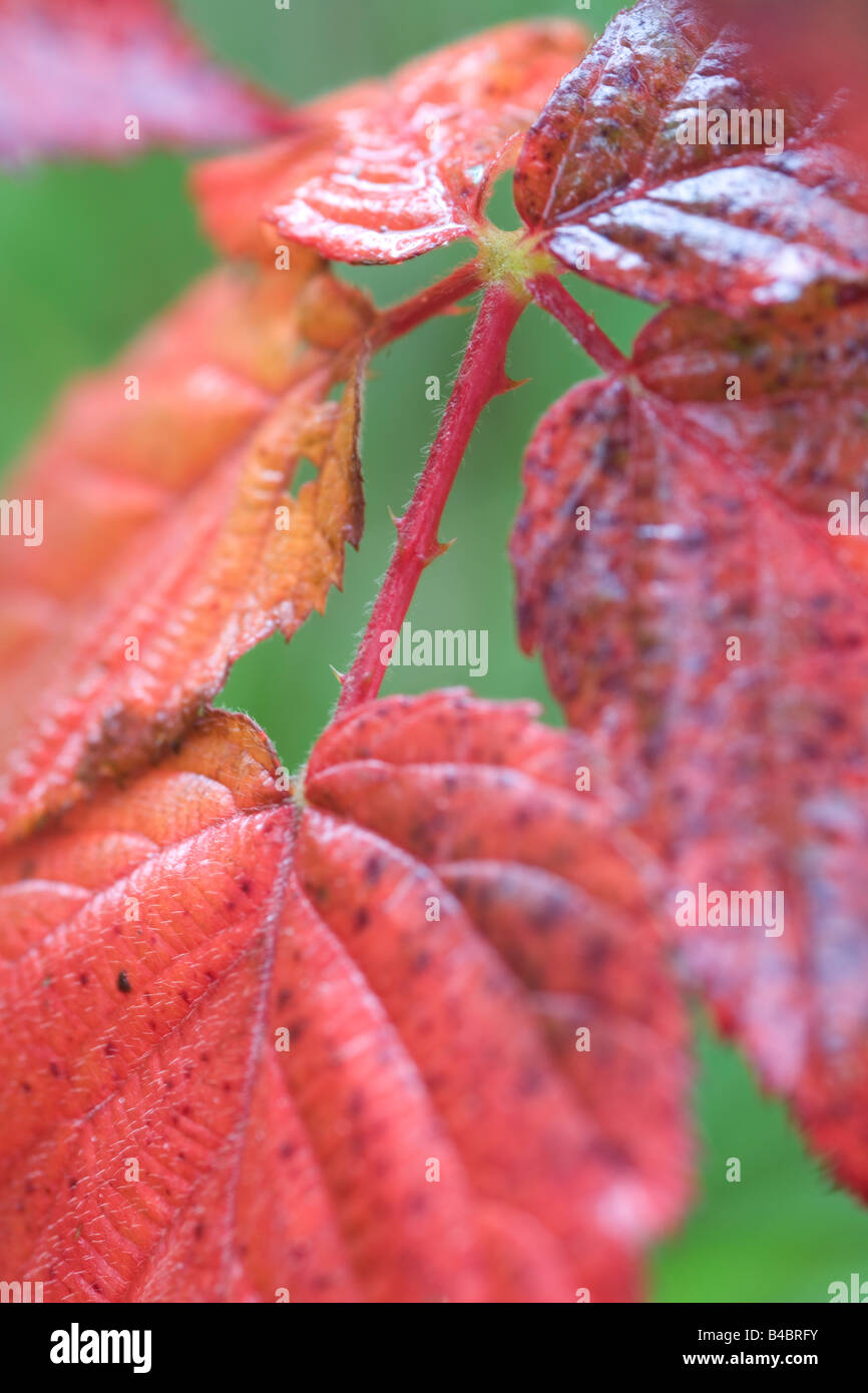 Autumn bramble leaves Stock Photo - Alamy