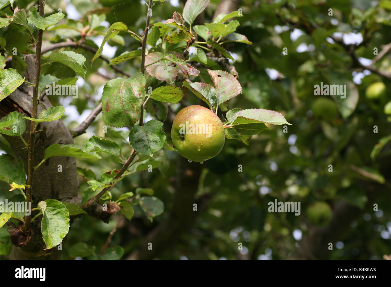 Knobby lobes hi-res stock photography and images - Alamy