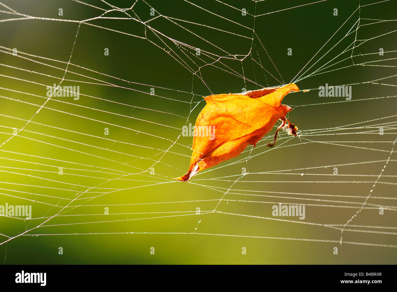 Autumn leaf in a spider web glowing in the sun Stock Photo - Alamy