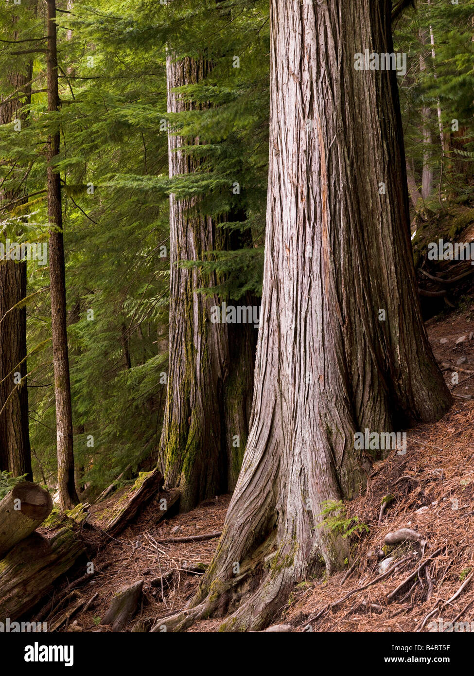 Cedar resort hi-res stock photography and images - Alamy