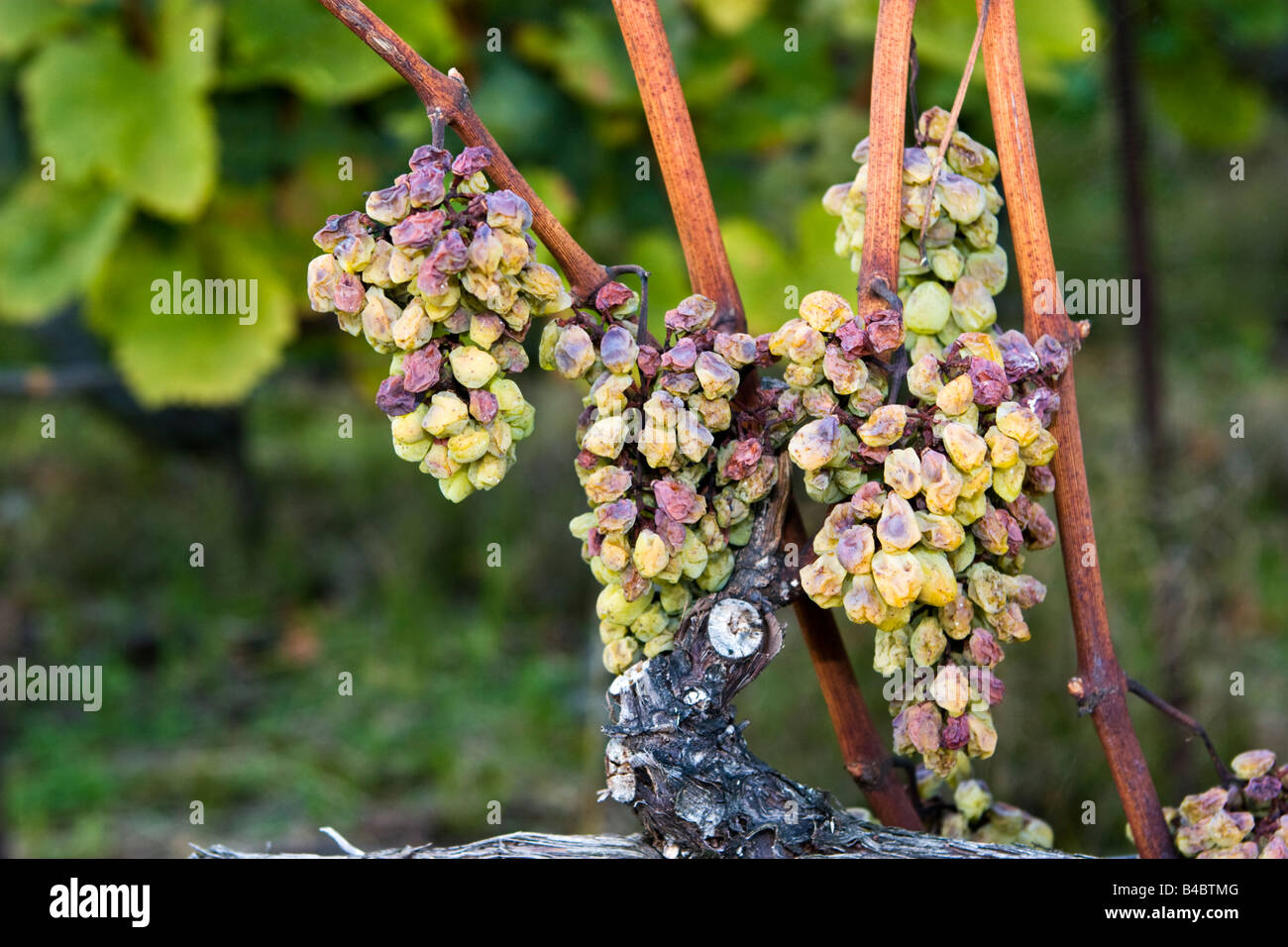 Wither vine hi-res stock photography and images - Alamy