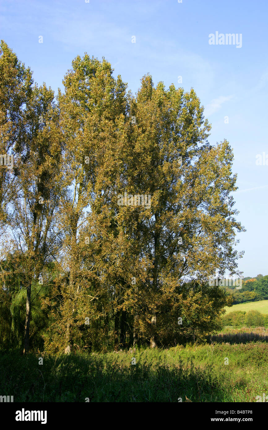 Poplar trees leaves hi-res stock photography and images - Alamy