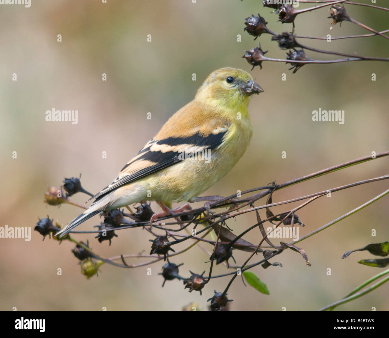 American goldfinch wings hi-res stock photography and images - Alamy