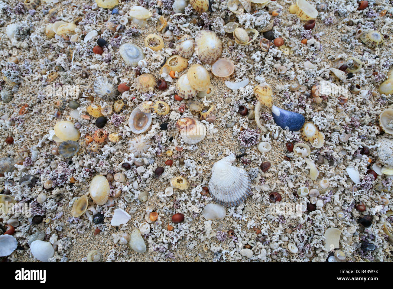 mussels at a sand and coral beach in the Mannin Bay in Ballyconneely ...