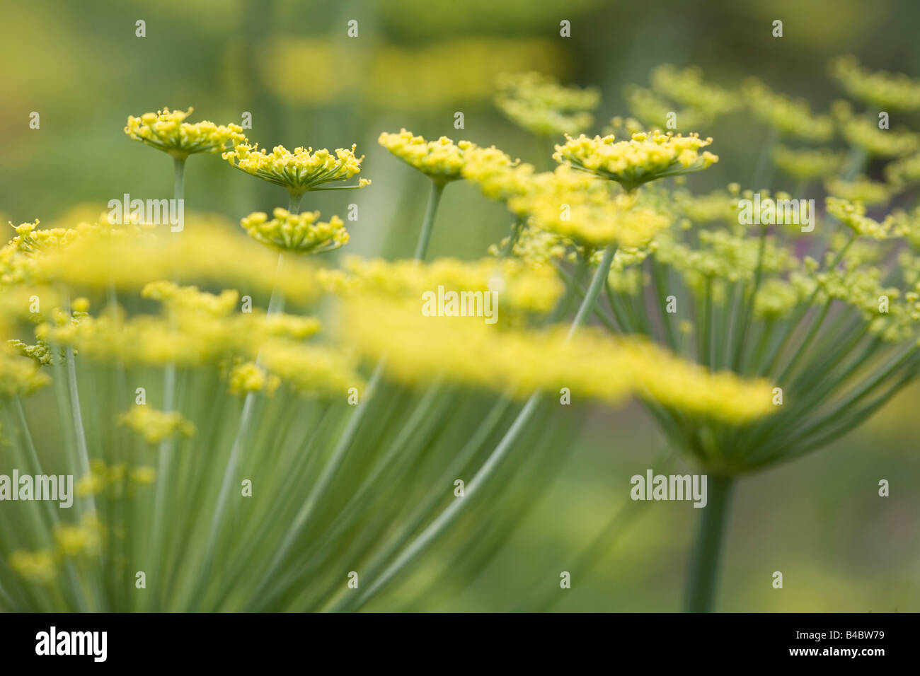 Ornamental fennel hi-res stock photography and images - Alamy