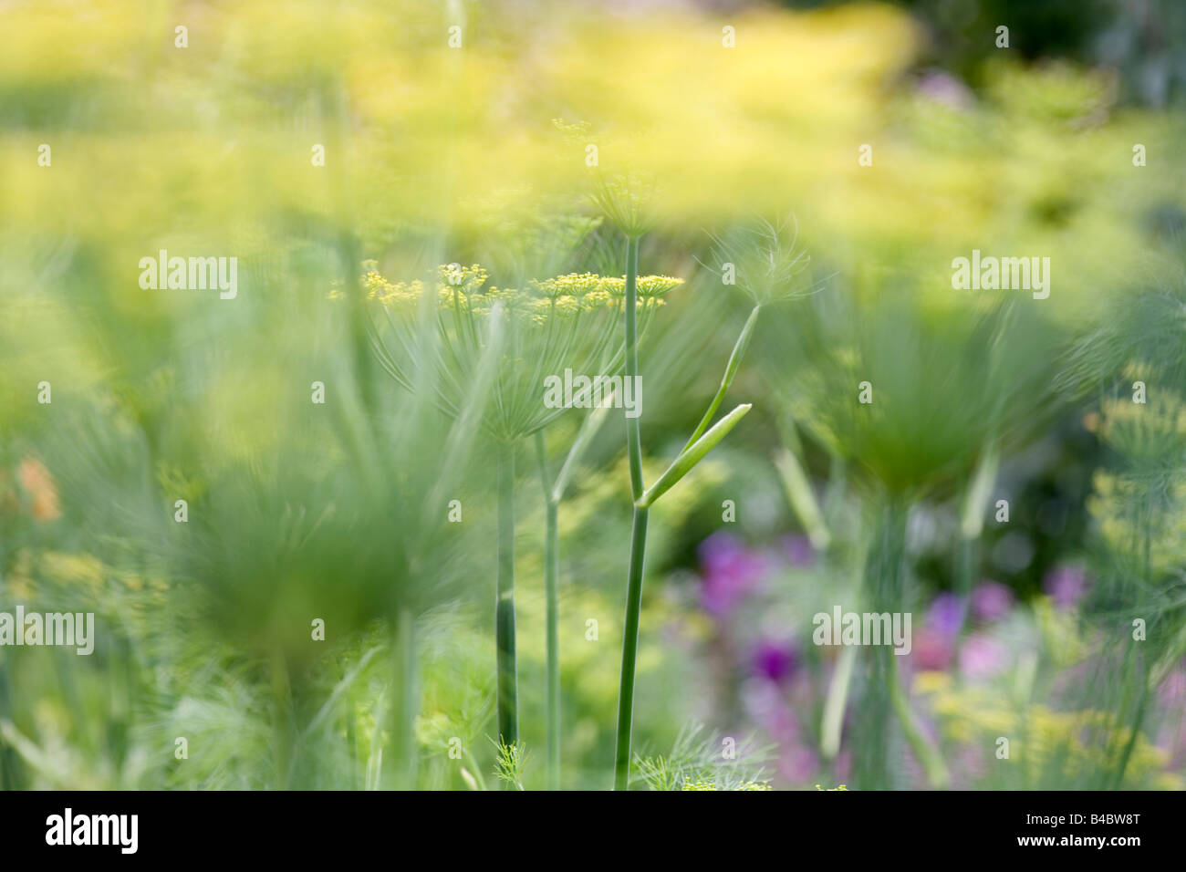 The flowers of fennel Foeniculum vulgare Stock Photo - Alamy