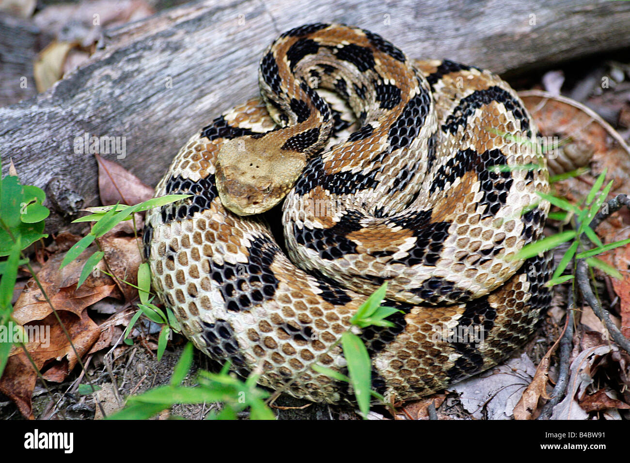 Timber rattlesnake coiled ready to strike Stock Photo - Alamy