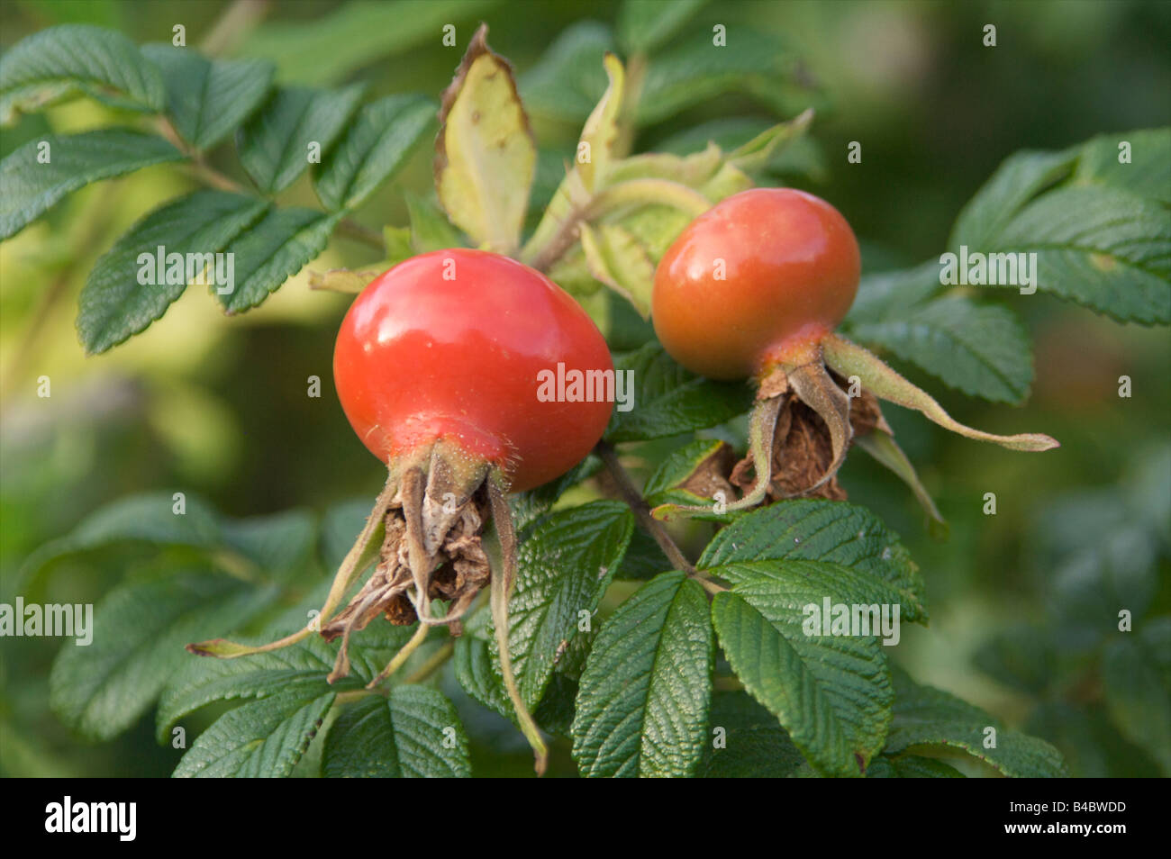 Hips and haws hi-res stock photography and images - Alamy