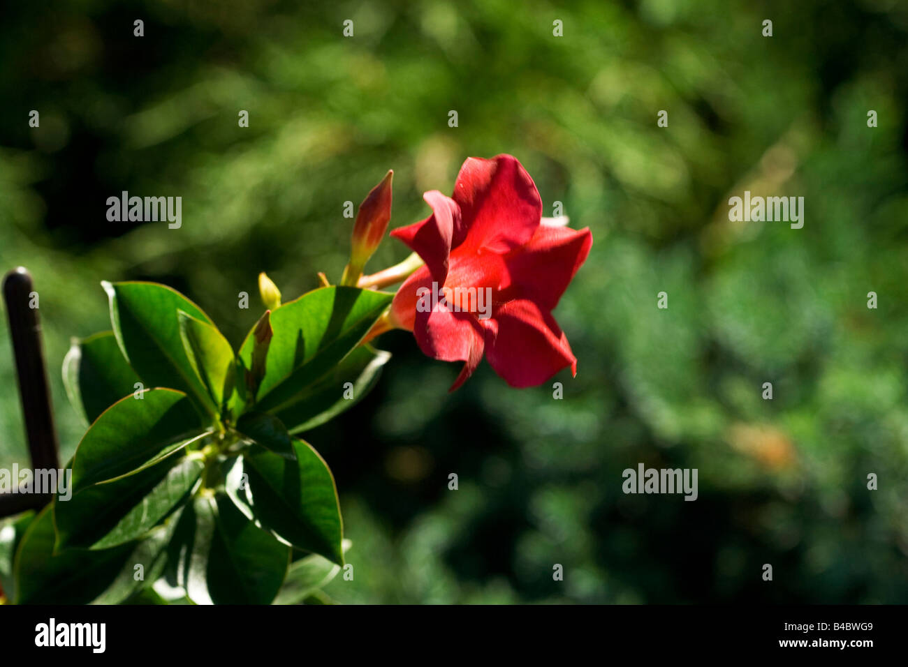 Grenade fruit hi-res stock photography and images - Alamy