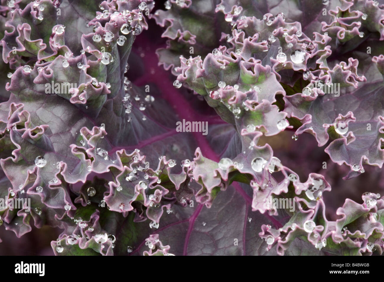 Purple Curly Kale Stock Photo Alamy