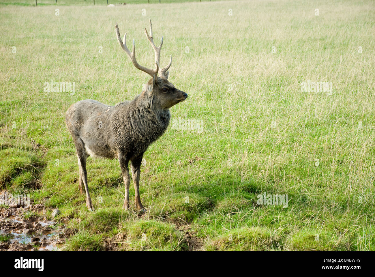Sika deer japanese hi-res stock photography and images - Alamy