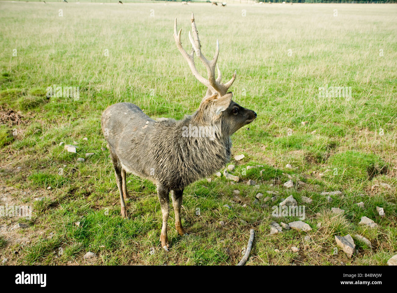 Sika England High Resolution Stock Photography and Images - Alamy