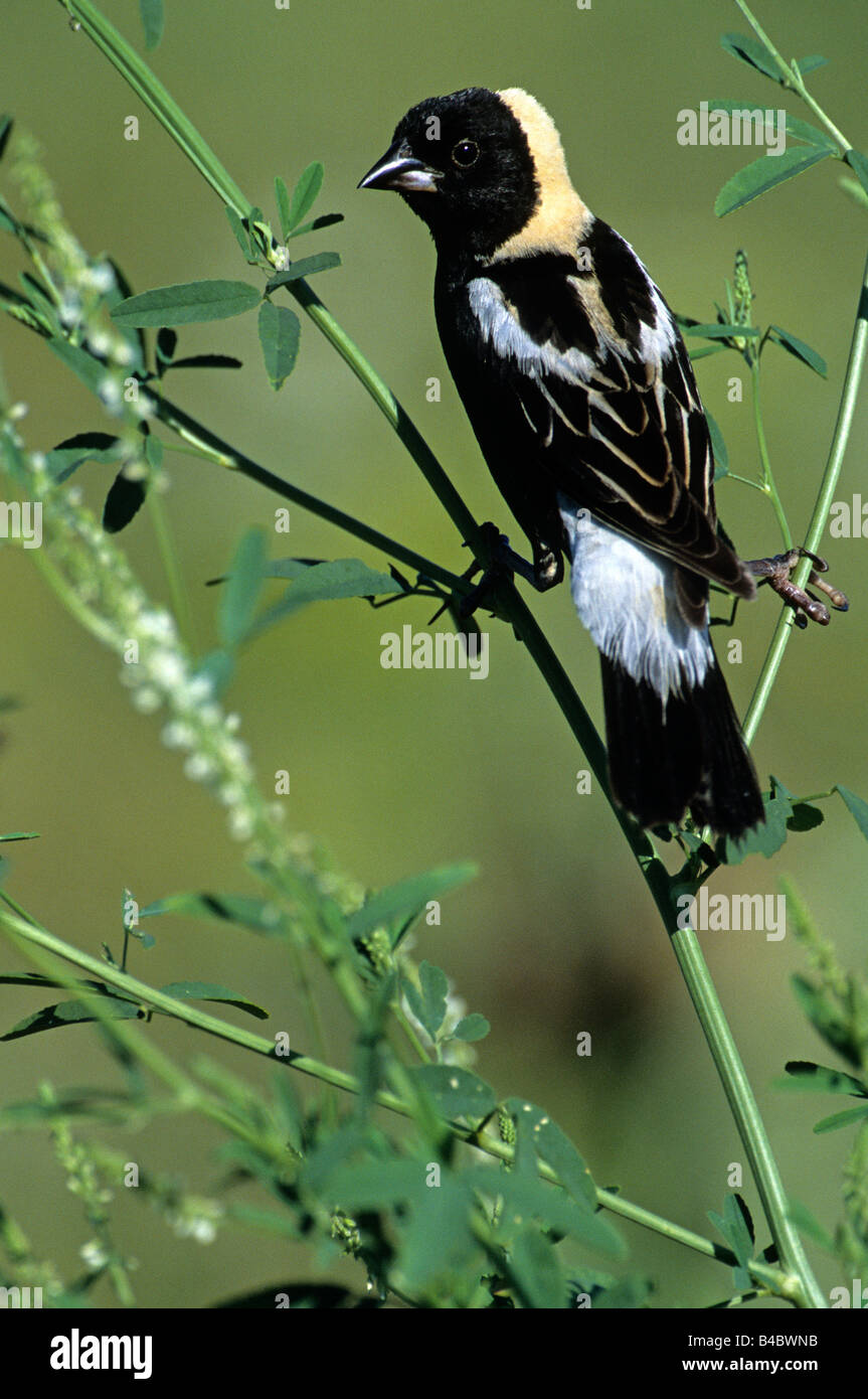 Male bobolink in breeding plumage Stock Photo - Alamy