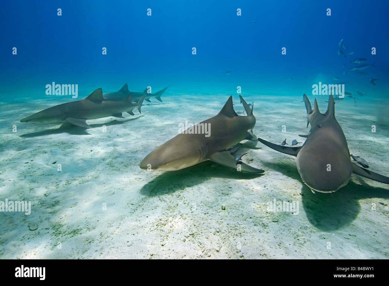 Lemon Sharks Negaprion brevirostris West End Grand Bahama Atlantic ...