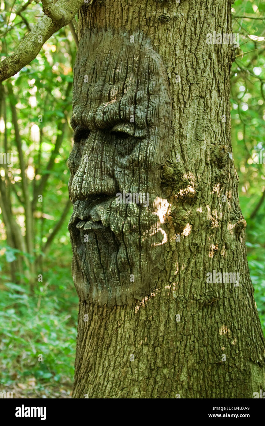 A colour portrait photograph of the enchanted tree (001 Stock Photo - Alamy