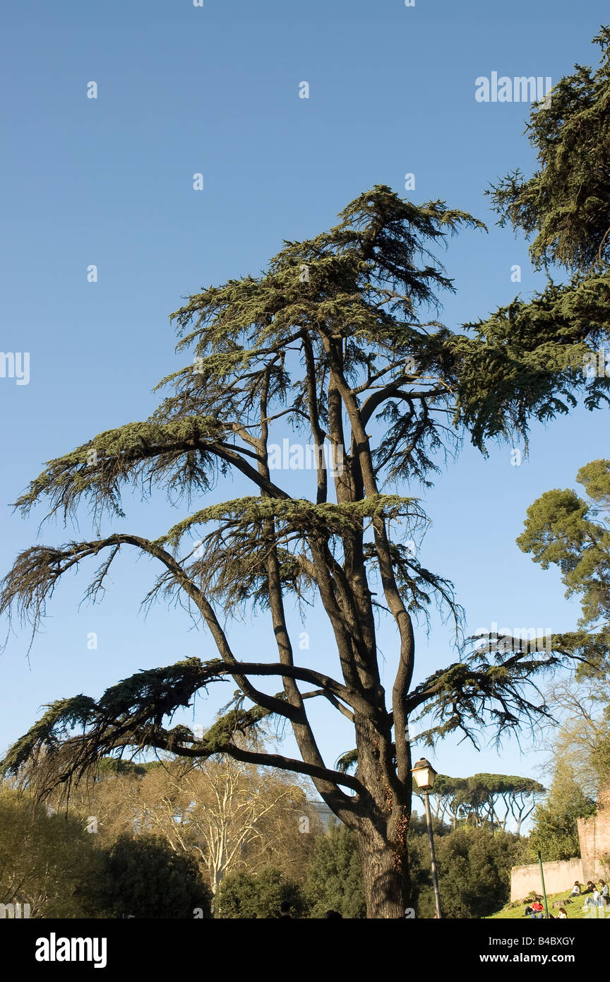 Umbrella Pines Rome High Resolution Stock Photography and Images - Alamy