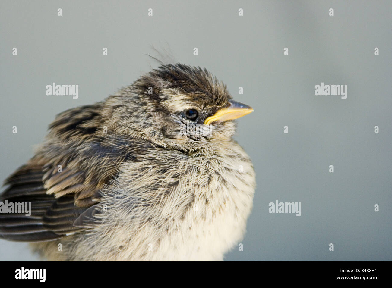 Sparrow chick hi-res stock photography and images - Alamy