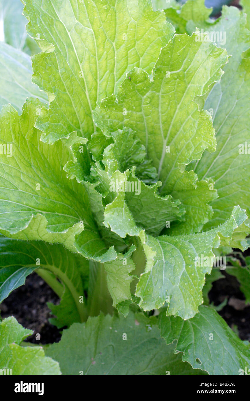 CHINESE CABBAGE GREEN ROCKET Stock Photo - Alamy
