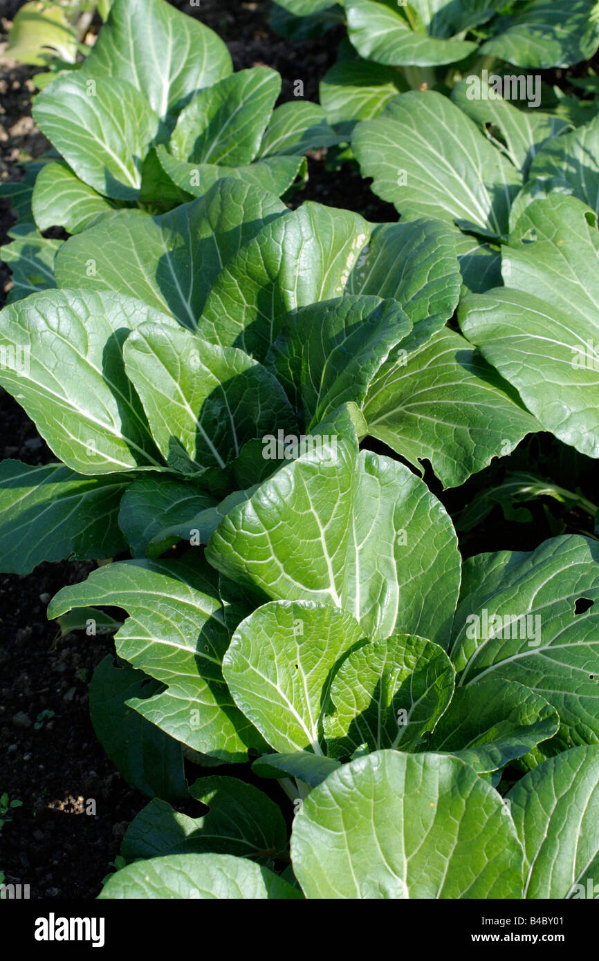 PAK CHOI CANTON DWARF Stock Photo - Alamy