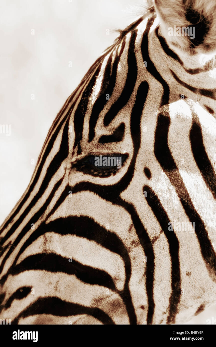 Zebra (hippotigris dolichohippus) hi-res stock photography and images ...