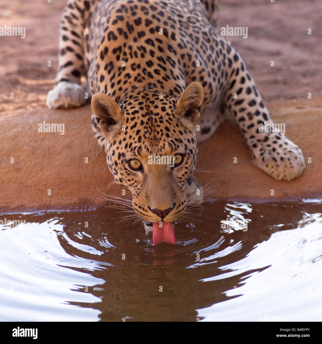 Thirsty leopard hi-res stock photography and images - Alamy