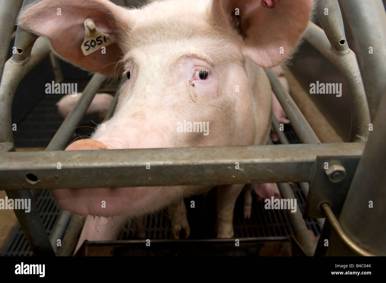 Pig farming in the uk hi-res stock photography and images - Alamy