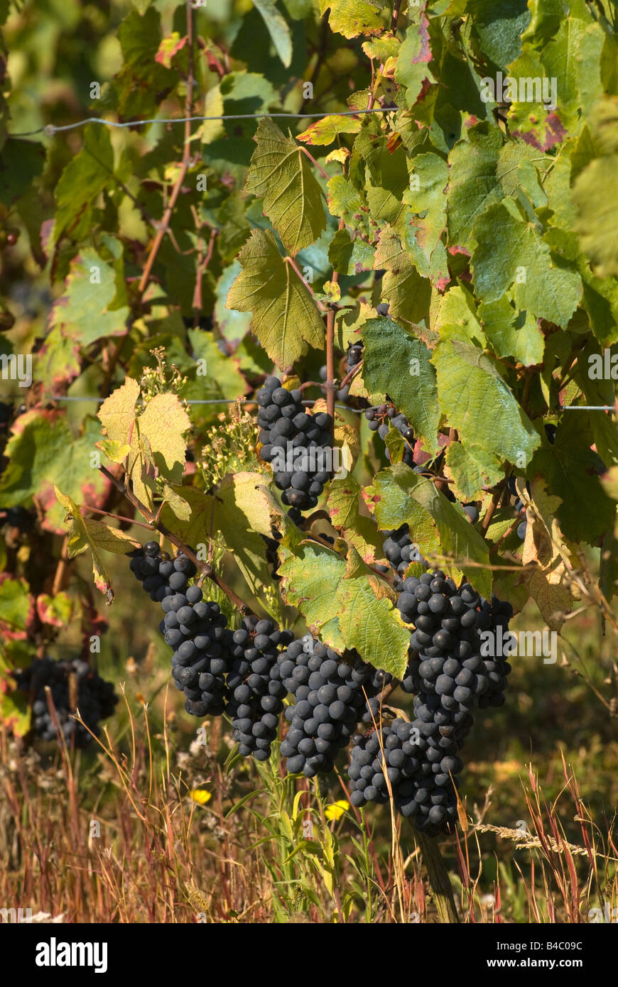 Grape vines hi-res stock photography and images - Alamy