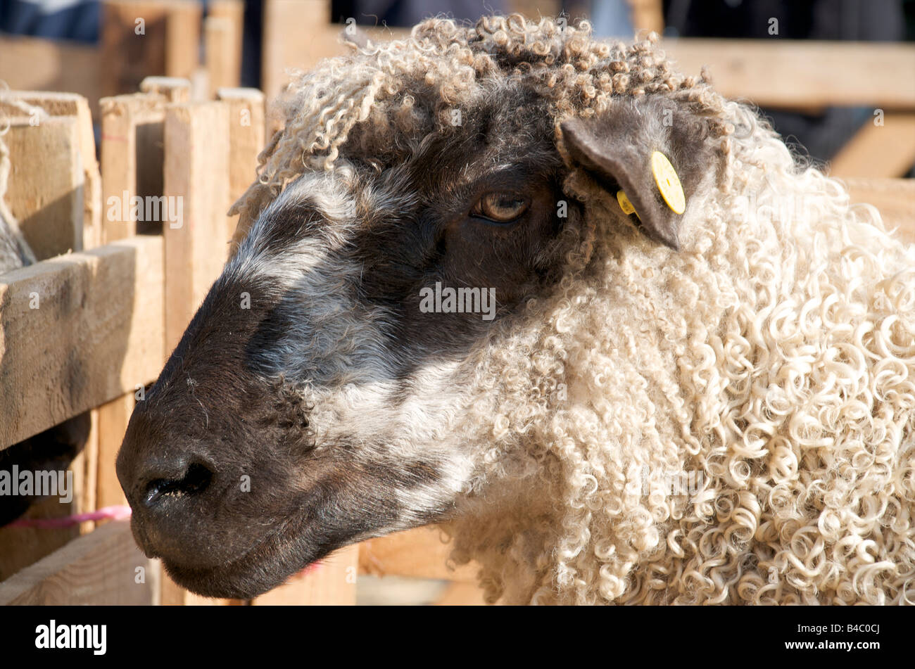A Teeswater on Masham Sheep Fair 2008 Stock Photo - Alamy