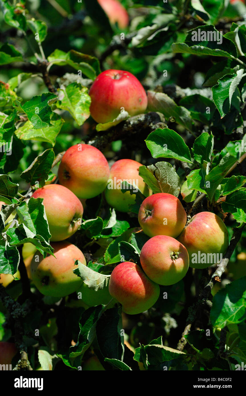 Red apples hanging on a branch into a orchard - autumn season – Lorraine region – France Stock ...