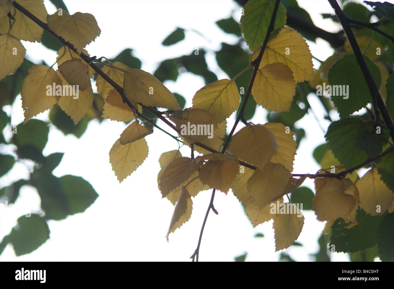 Silver birch hi-res stock photography and images - Alamy