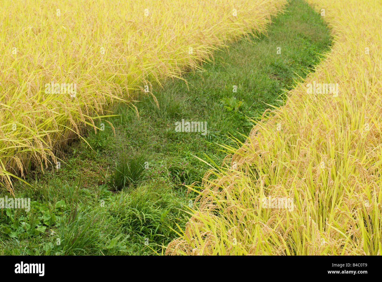Yellow ripe rice High Resolution Stock Photography and Images - Alamy