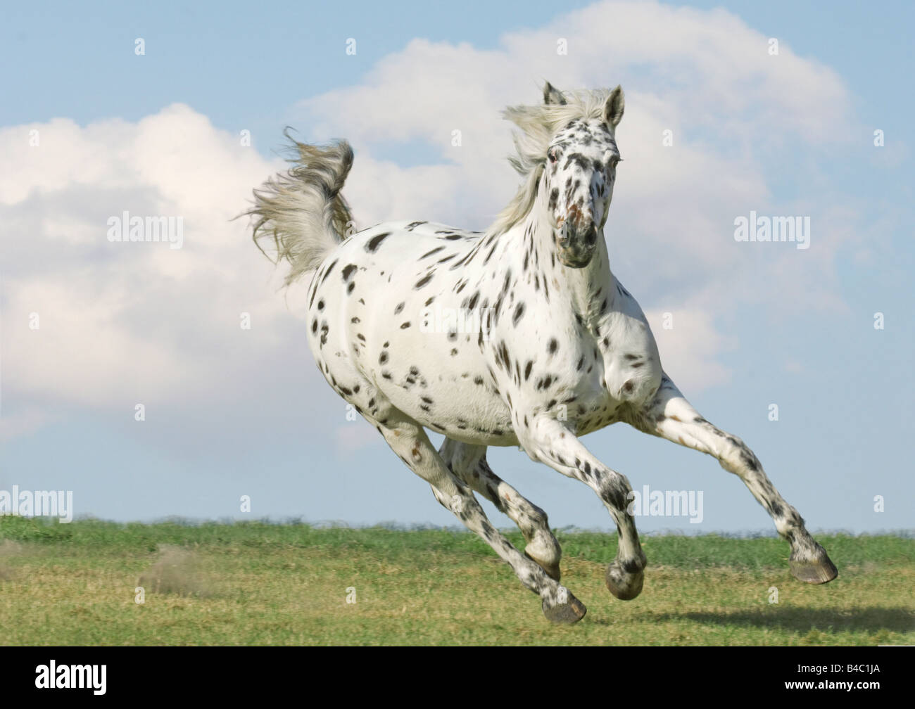 Knabstrupper hi-res stock photography and images - Alamy