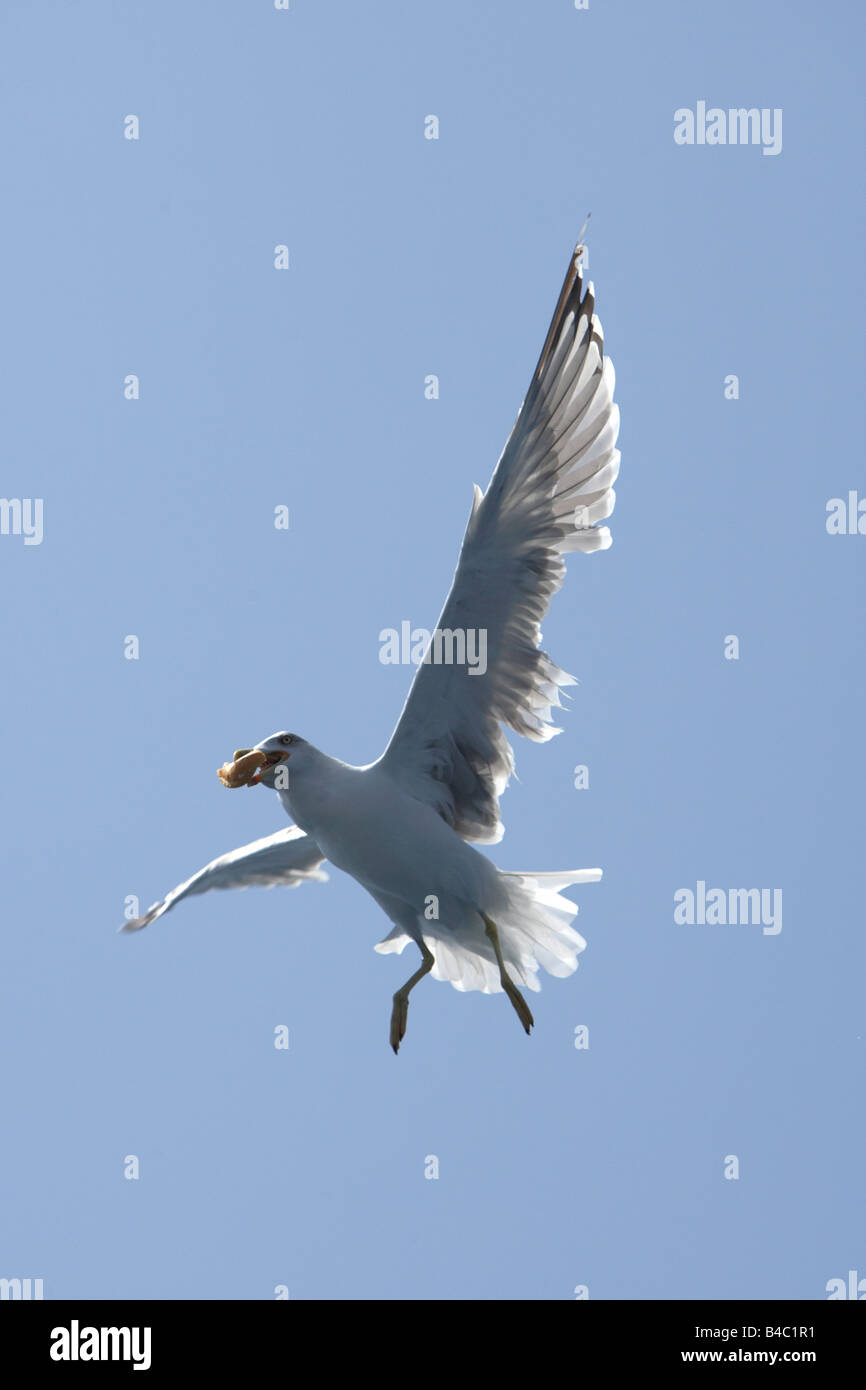Seafowl hi-res stock photography and images - Alamy