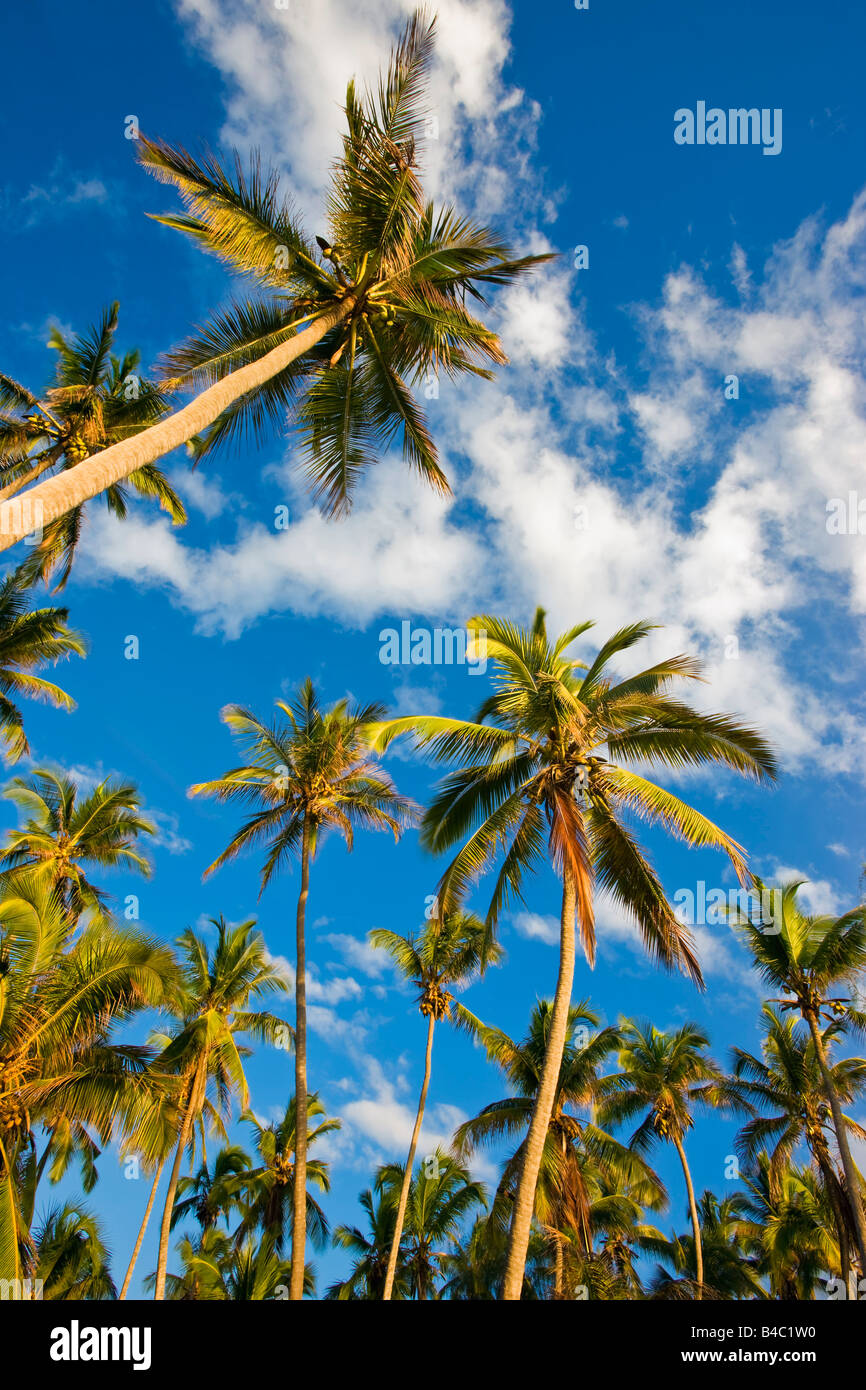 Palm Trees, Zanzibar, Tanzania, Africa Stock Photo - Alamy