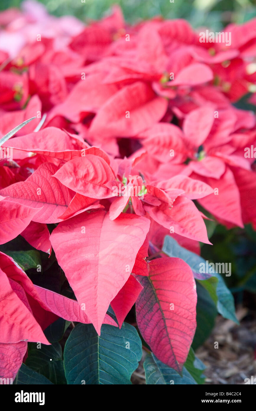 Red leaf florida plants hi-res stock photography and images - Alamy