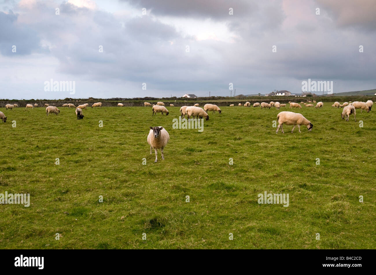 Treknow Cornwall High Resolution Stock Photography and Images - Alamy