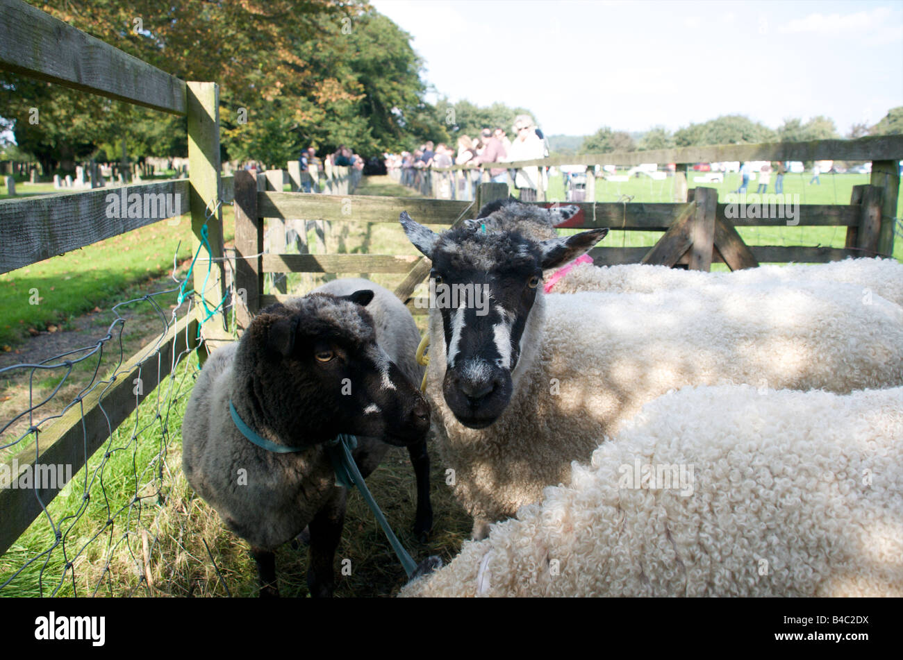 Sheep in the starting position before the sheep race Stock Photo - Alamy
