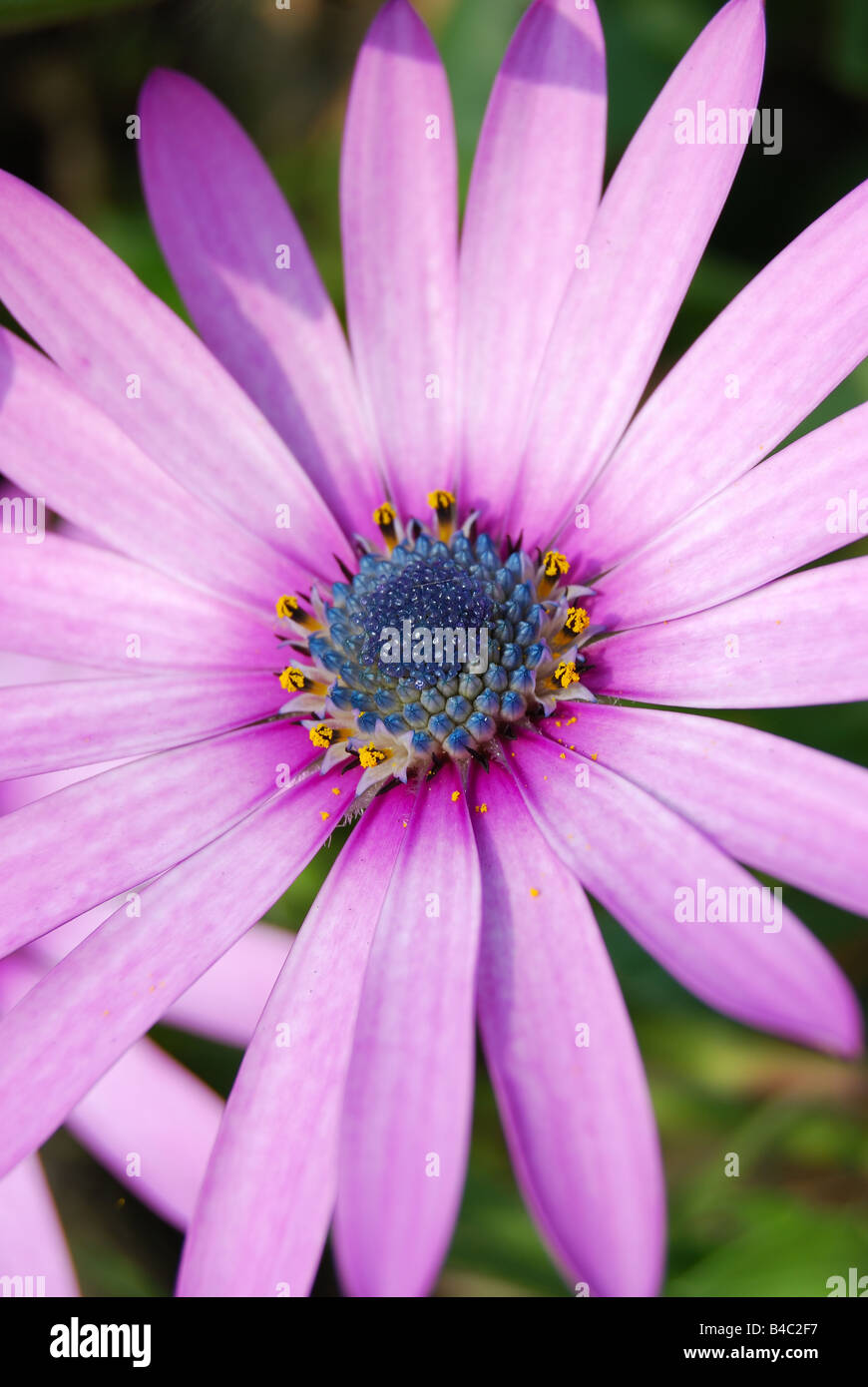 Giant daisy field hi-res stock photography and images - Alamy